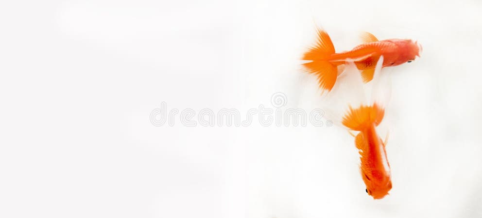 High Key of Two Gold Fish stock photo. Image of escape - 49436278