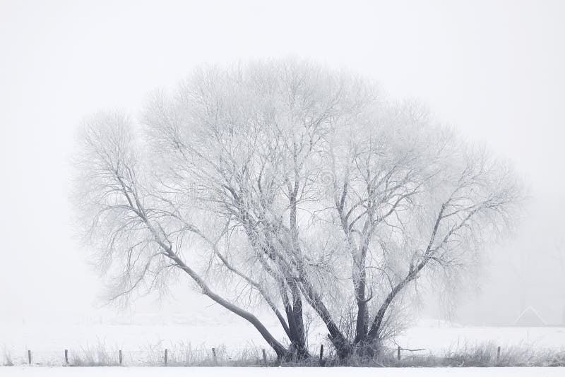 High key winter tree stock photo. Image of tree, silhouet - 9466582