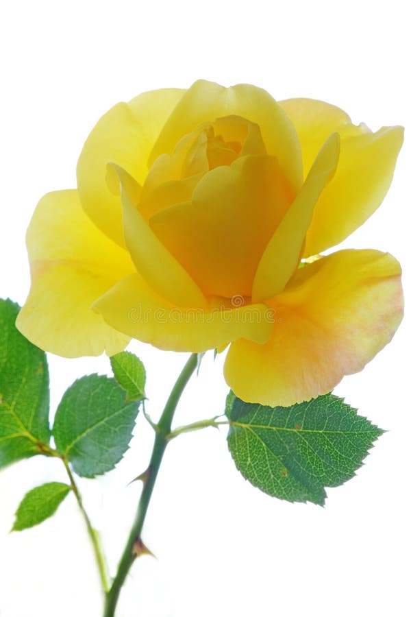 A Single Long Stemmed Yellow Rose on White Background. Stands for Joy ...
