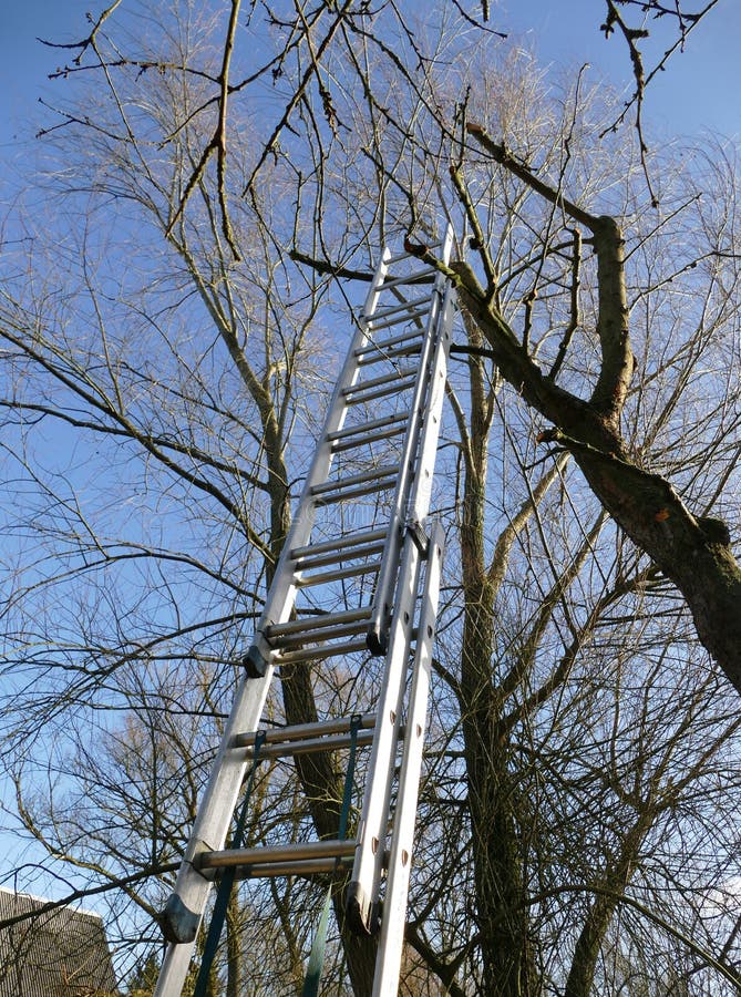 High Ladder at a Tree for Tree Trimming Stock Photo - Image of ladder ...