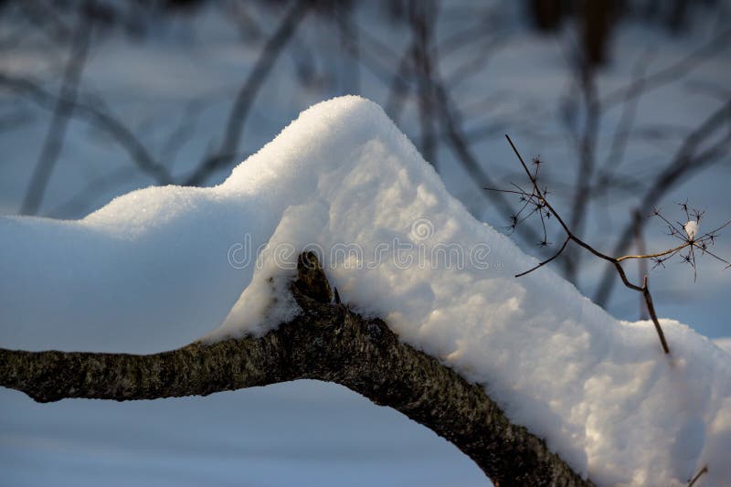 High Layer of Snow on Tree Branches in Winter Stock Photo - Image of ...