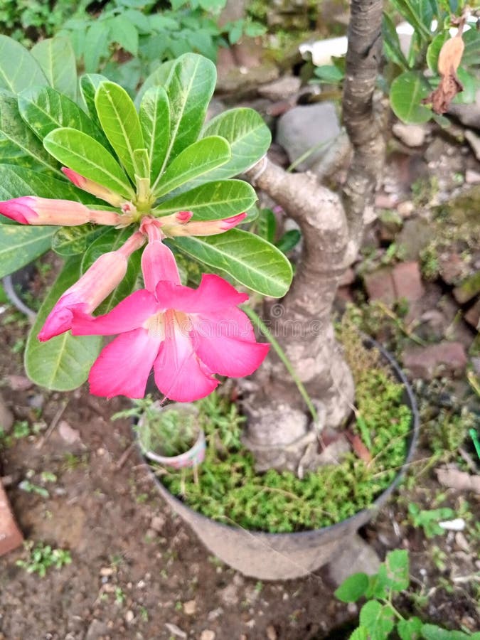 High Level View Pink Frangipani at Backyard Garden Stock Photo - Image ...
