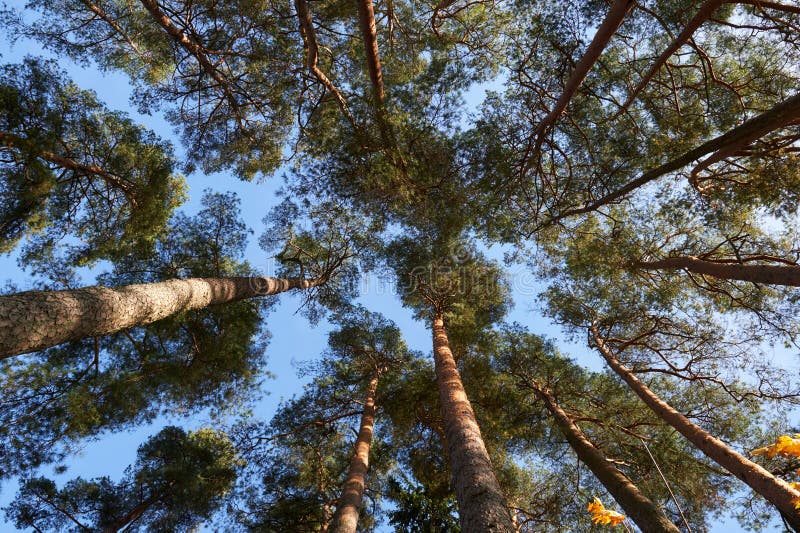 High Lithuanian Forest Pine. Stock Photo - Image of nature, fresh ...