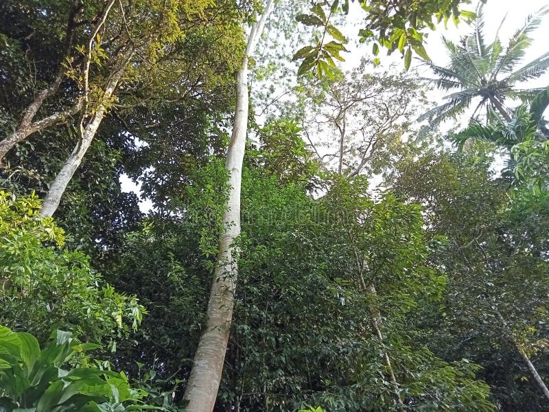 High Lush Trees Soaring Where Animals Play Stock Image - Image of ...
