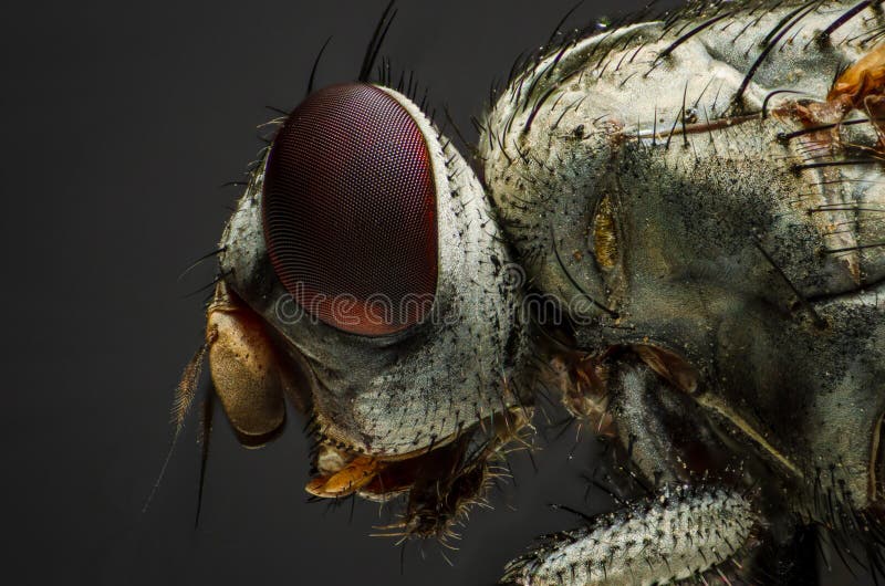High Magnification Image of a Common House FLy Stock Photo - Image of ...