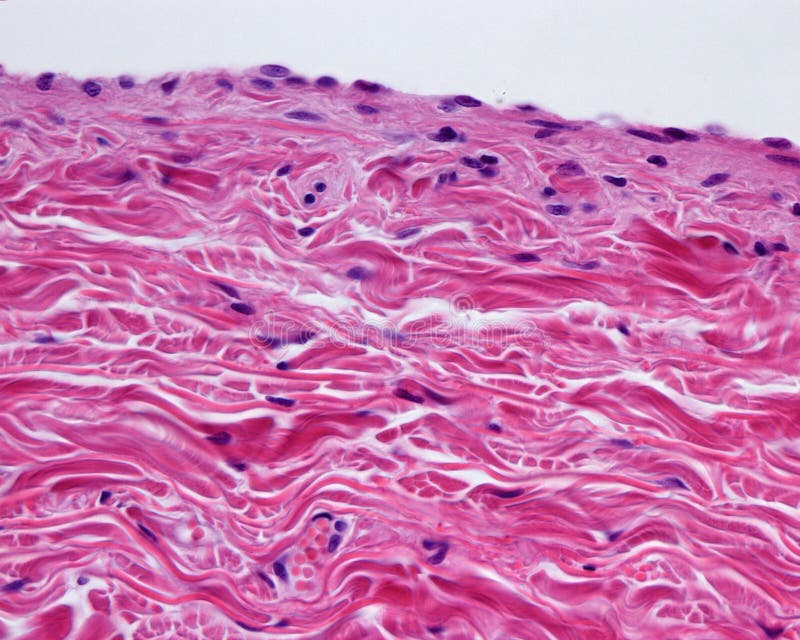 Layers of a Large Vein Wall Stock Image - Image of microscopy, healthy ...