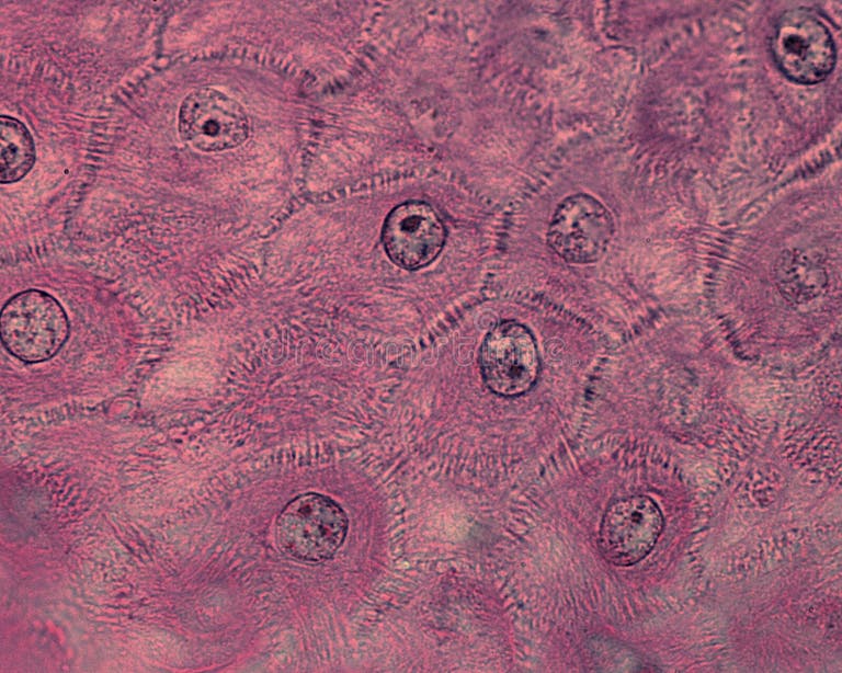 123 Light Micrograph Epidermis Stock Photos - Free & Royalty-Free Stock ...