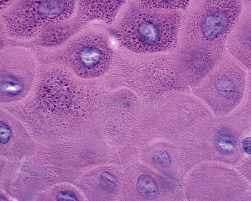 Epidermis. Granular layer stock photo. Image of cytology - 231124784
