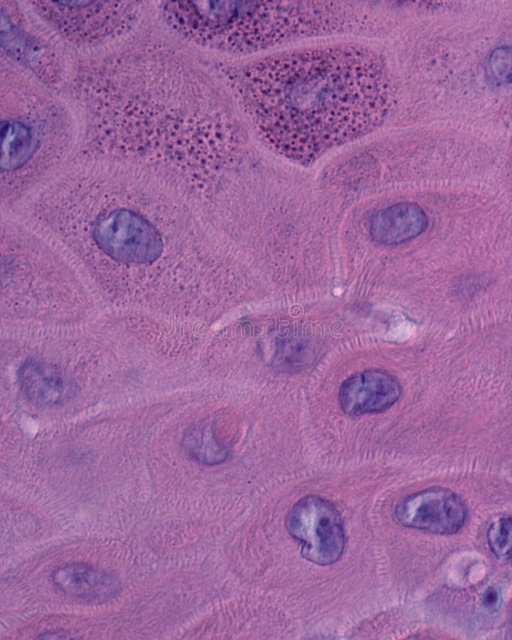 Epidermis. Spinous and Granular Layers Stock Image - Image of skin ...