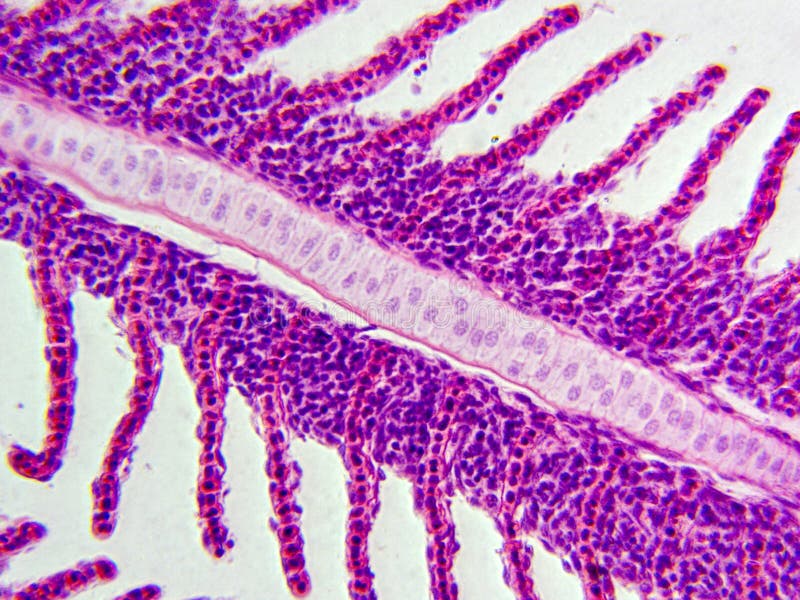 Histology Microscope Image of Freshwater Fish Gill (400x) Stock Photo ...