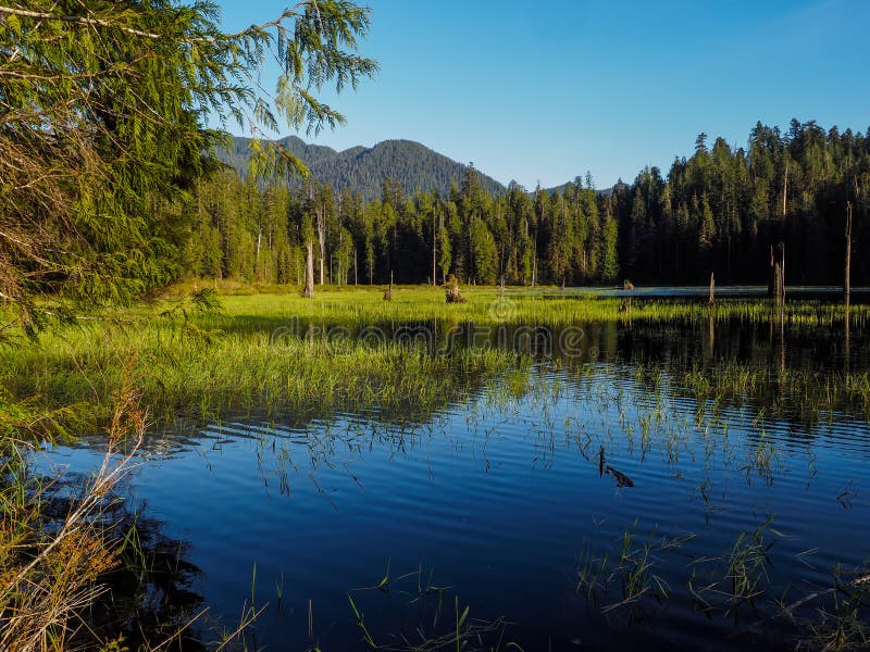 High Mountain Lake Hidden in Forest Stock Photo - Image of grass ...