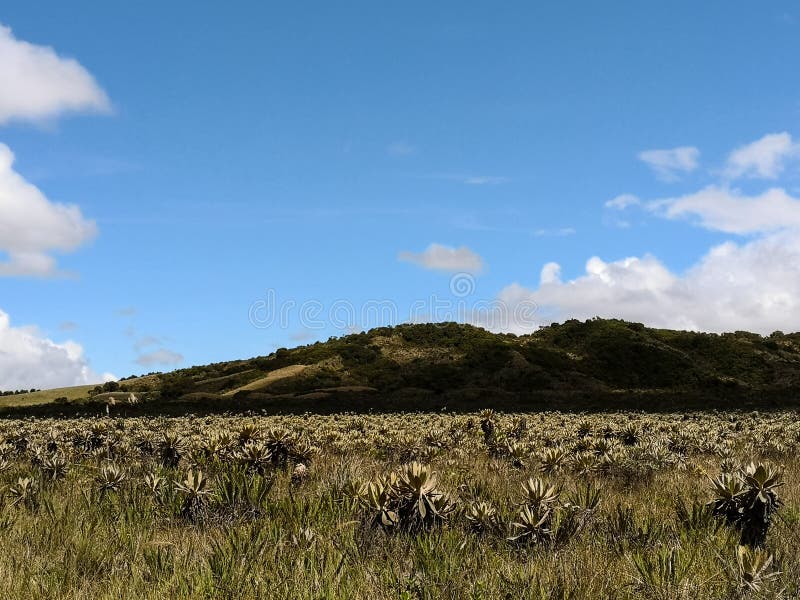 High Mountain Neotropical Biome and Paramo Ecosystem. Endemic ...