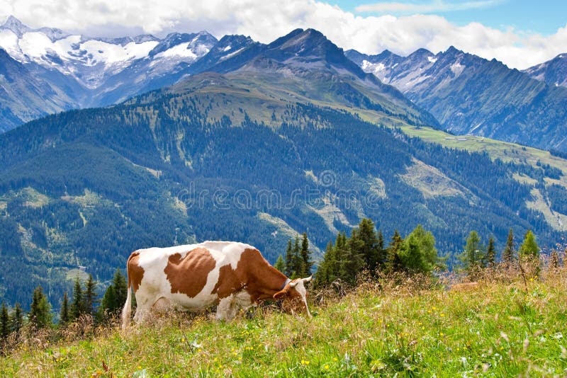 High mountain pasture stock image. Image of green, livestock - 17532359