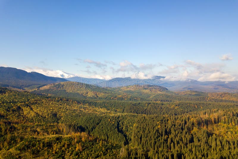 High Mountain Peaks Covered with Autumn Spruce Forest and High Snowy ...
