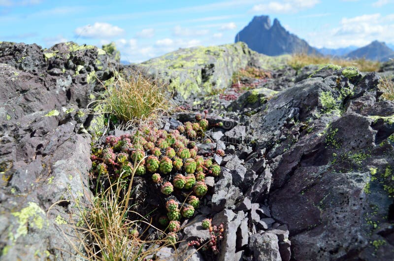 High Mountain Plants and Moss Stock Photo - Image of moss, covered ...