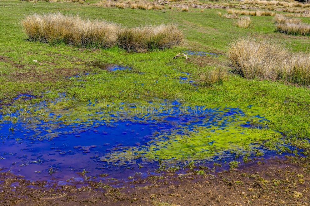 High Mountain Pools and Peat Bog Areas. Stock Image - Image of ...