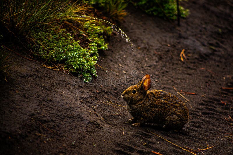 High Mountain Rabbit Teporingo Endangered Species Stock Photo - Image ...