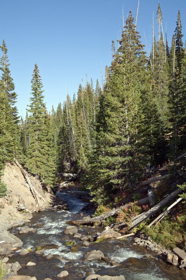 Mountain Stream Surrounded by Pine Trees in a Forest Stock Image ...