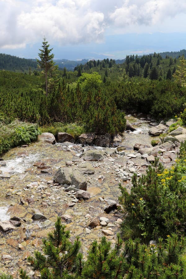 High Mountain Stream Flowing among Small Pines. View of the High Tatras ...