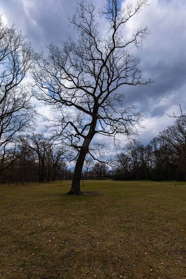 High Old Alone Tree on Small Glade in Park at Cloudy Day Stock Photo ...