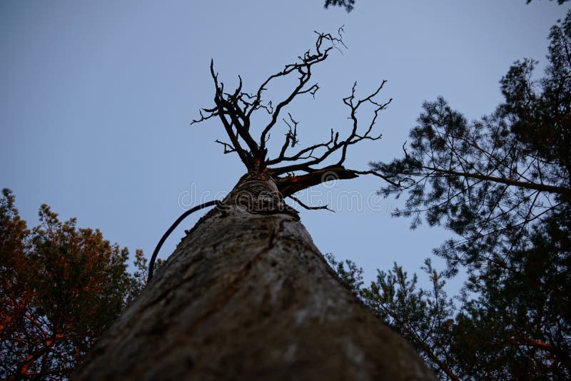 High Old Dead Tree at Night or Evening. in Forest Stock Photo - Image ...