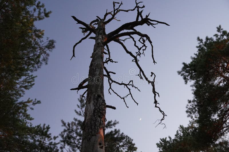 High Old Dead Tree at Night or Evening. in Forest Stock Photo - Image ...