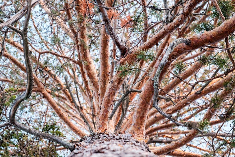 High old pine trunk stock photo. Image of outdoor, landscape - 86506464