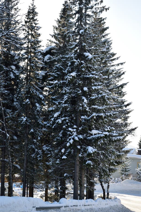 High Old Spruce Tree in the Snow in the Snow Stock Image - Image of ...