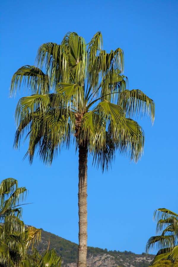 High Palm tree stock photo. Image of high, east, plant - 178413632