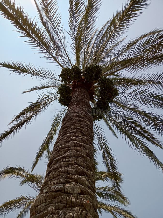 Masoud Zaitoun (Saeedzizo19) - Photographer profile