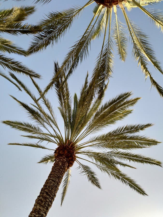High palm tree stock photo. Image of view, high, tree - 126866366