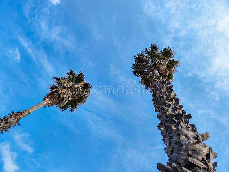 High Palm Trees in a Green Grass Field in Rashid Stock Photo - Image of ...