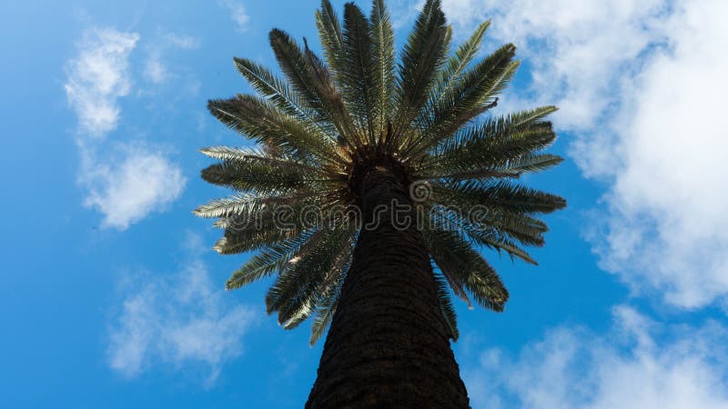 A high palm tree stock image. Image of tree, wideview - 182608389
