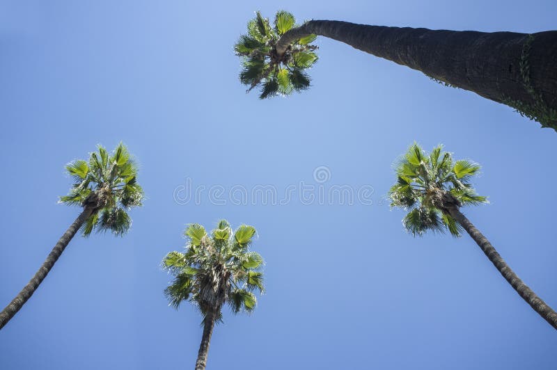 High Palm Trees Against Blue Sky Stock Photo - Image of robusta, high ...
