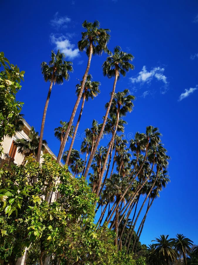 High Palm Trees in Front of the Town Hall in the Center of Málaga Stock ...