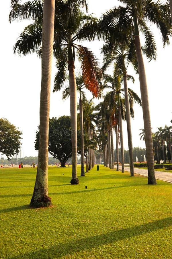 High Palm Trees is on the Grass Field Stock Image - Image of walkway ...