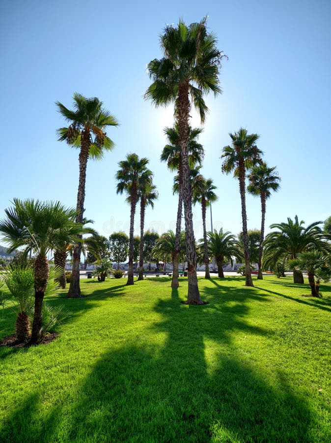 High Palm Tree In The City Park Editorial Image - Image of public, blue ...