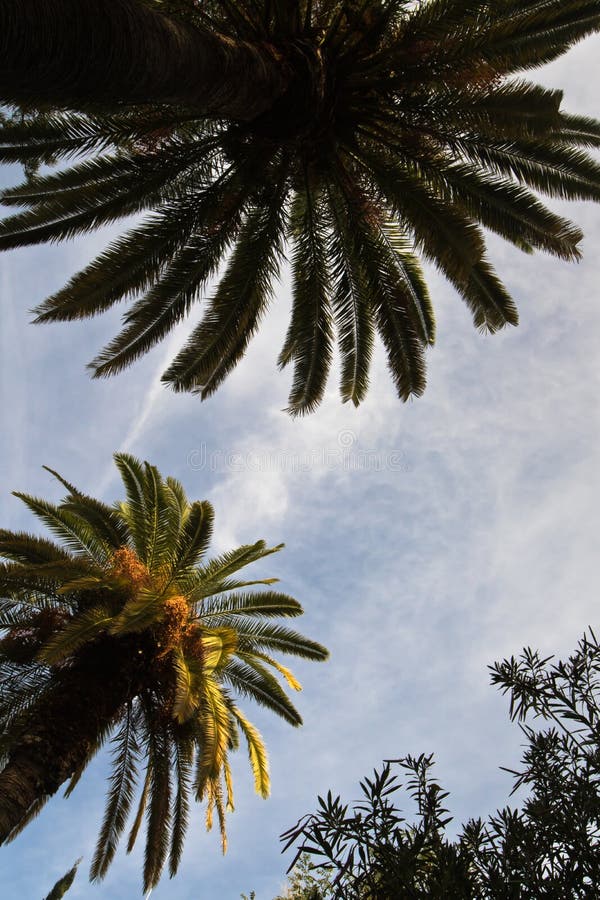 High Palm Trees in Sunlight Stock Photo - Image of beautiful, plants ...