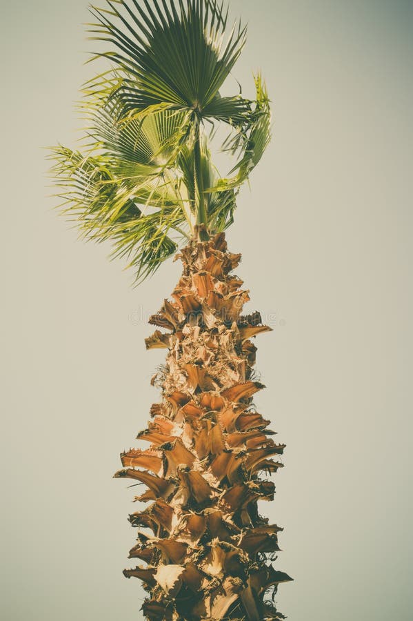 High palm stock photo. Image of natural, palm, beautiful - 87424884