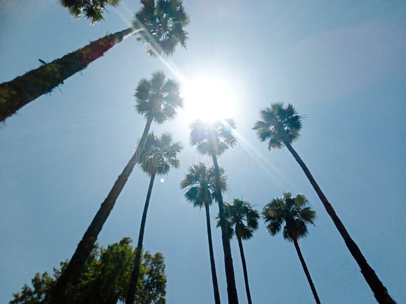 High palms in sunlight stock photo. Image of high, leaf - 249147422