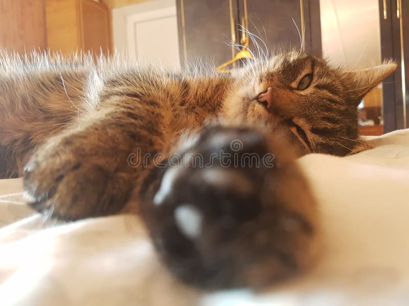 High paw! stock photo. Image of wink, high, boop - 152387870