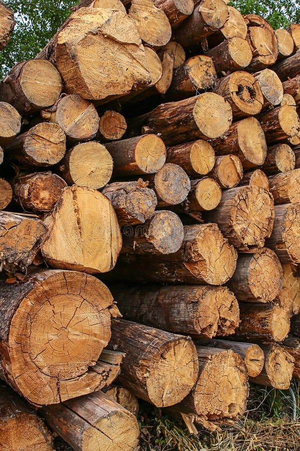 High Pile of Logs End of Trunks Old Shattered Big Trunks Stock Image ...