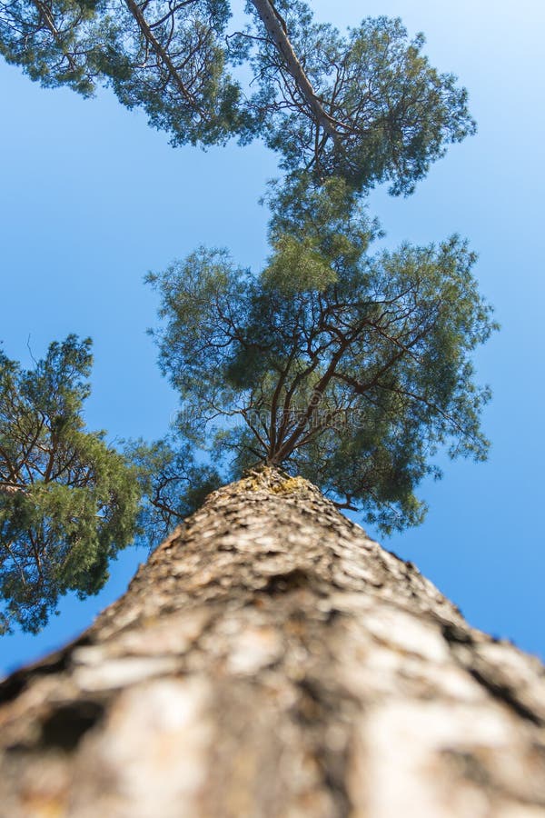 High Pine in the Forest. Close-up of a Tree. the Bark of a Tree Close ...
