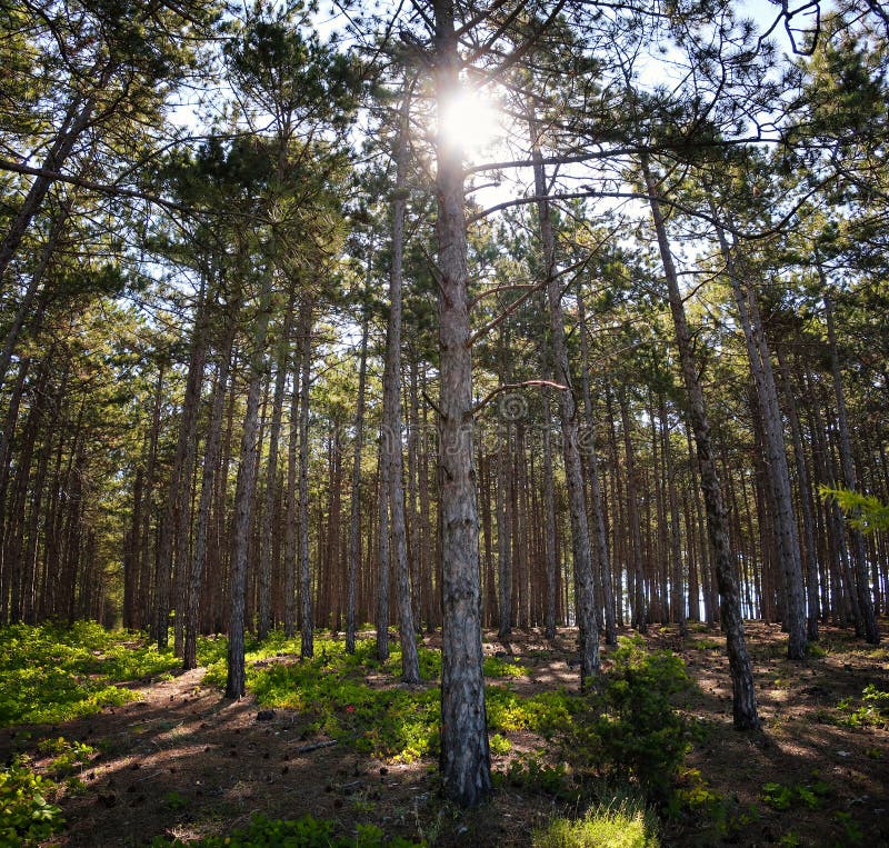 High Pine Grove with the Sun in Crowns Stock Photo - Image of landscape ...