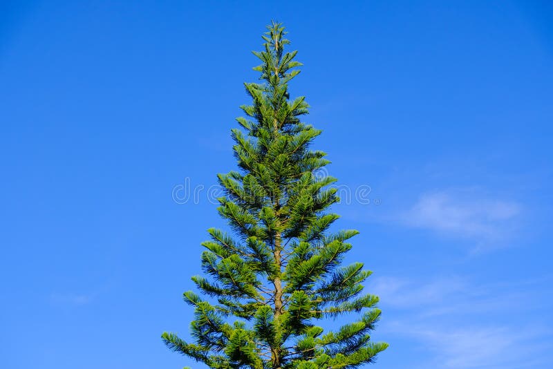 High Pine Tree with Blue Sky on Background Stock Image - Image of pine ...
