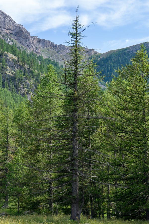 High Pine Tree in the Forest in the Mountains Stock Image - Image of ...