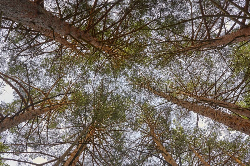High Pine Tree Forest View from Below. Nature Background Stock Photo ...