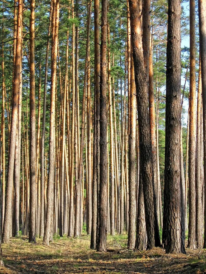 Forest, High Pine-tree Heap, Summer Nature Diversity Stock Image ...