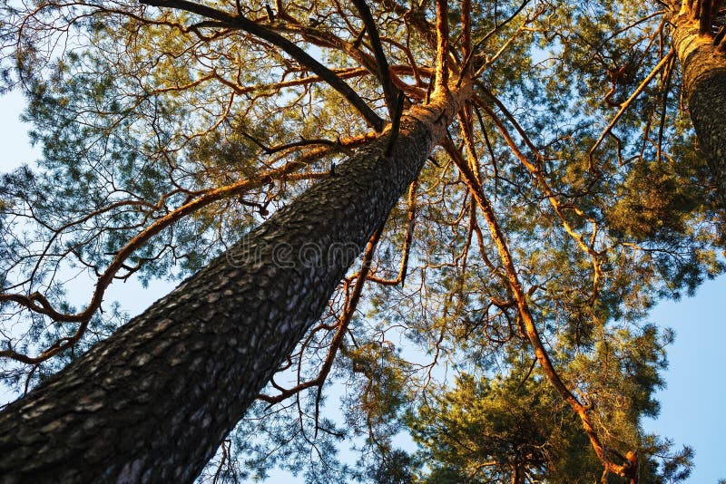 High pine tree stock image. Image of plant, park, pine - 89366677