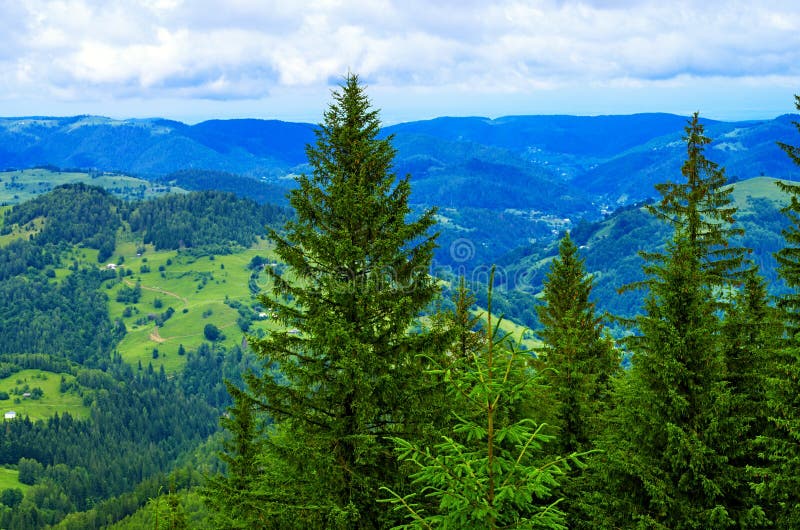 Pine Trees At High Altitude Stock Image - Image of colour, pine: 23817421